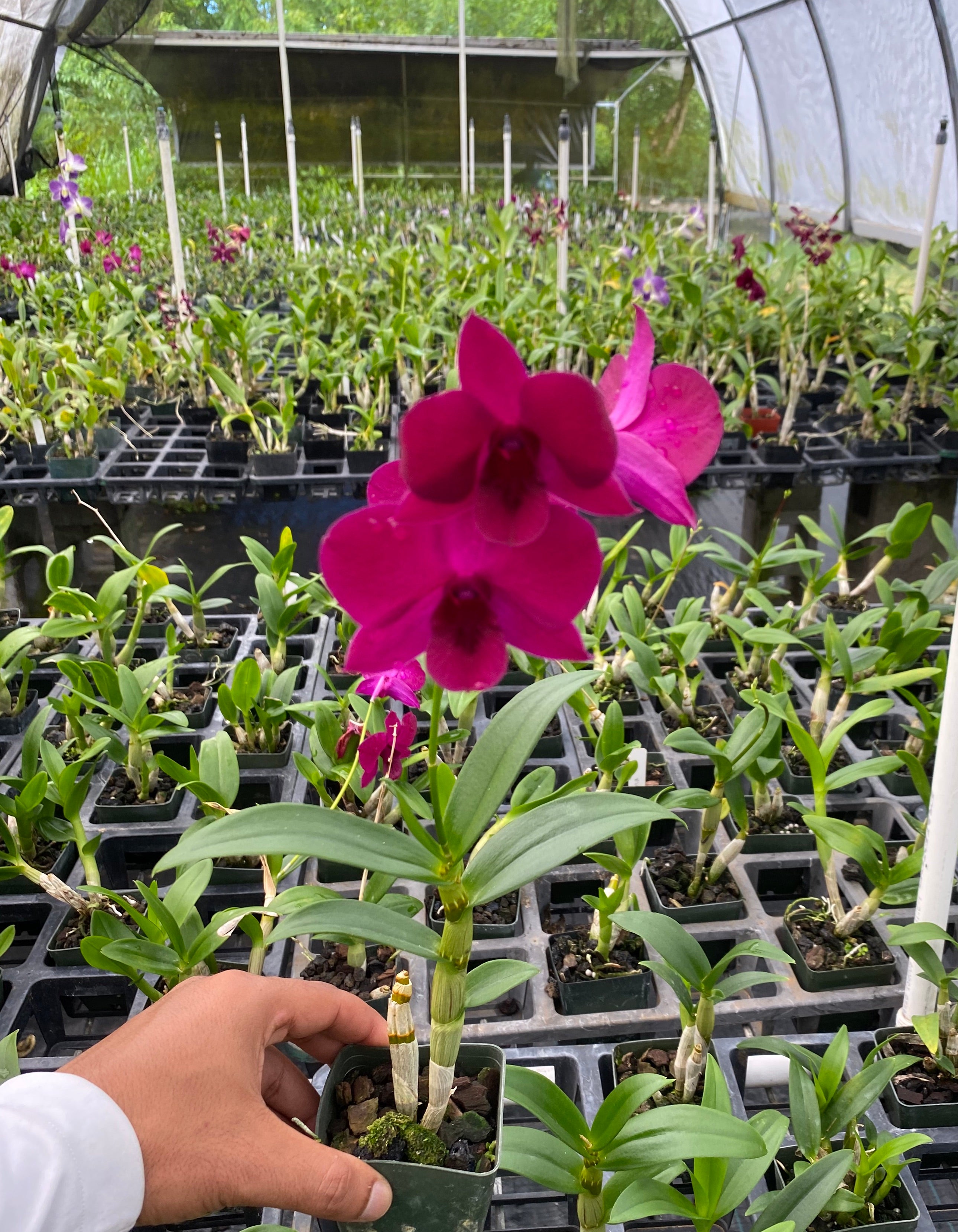 Dendrobium Ladda Red Orchid 3" Pot – Aloha Hawaii Orchids