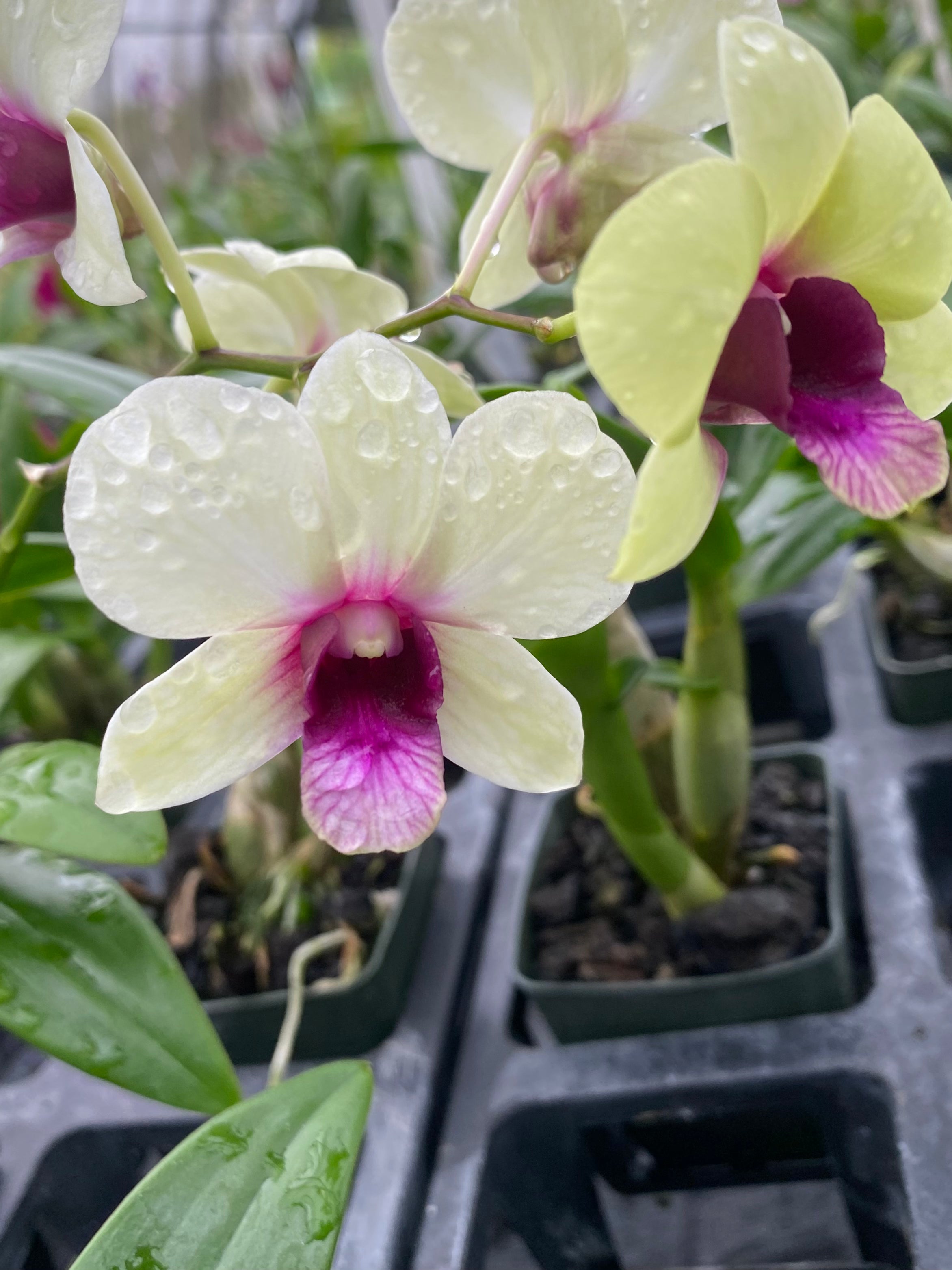 Dendrobium New Burana Orchid Comes in 4" Pot – Aloha Hawaii Orchids