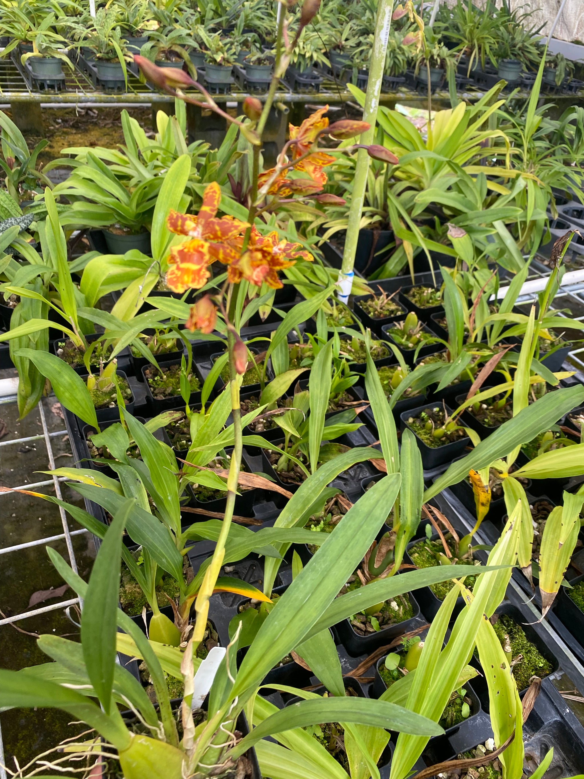 Ons. Golden Mirth 'Filini's Gold Dust' Orchid – Aloha Hawaii Orchids