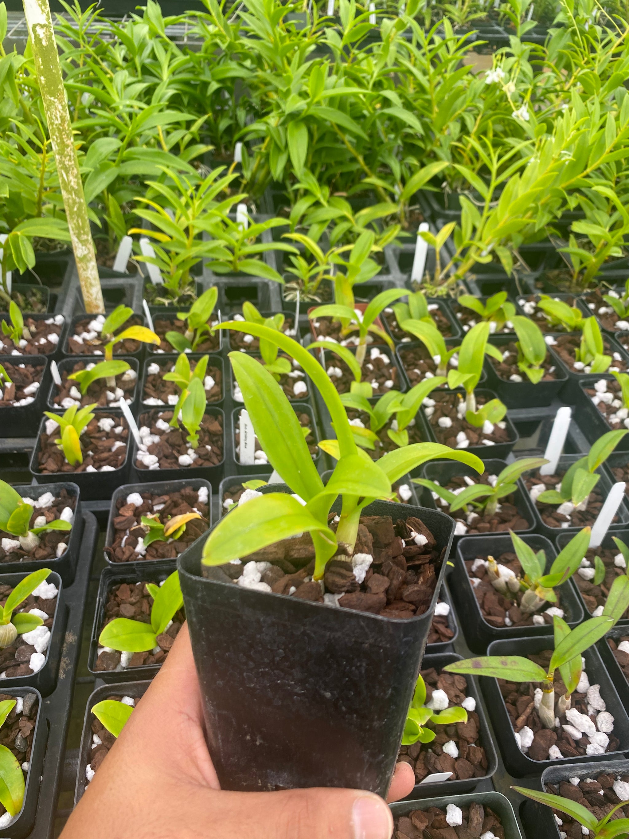 Dendrobium Aridang Blue – Aloha Hawaii Orchids