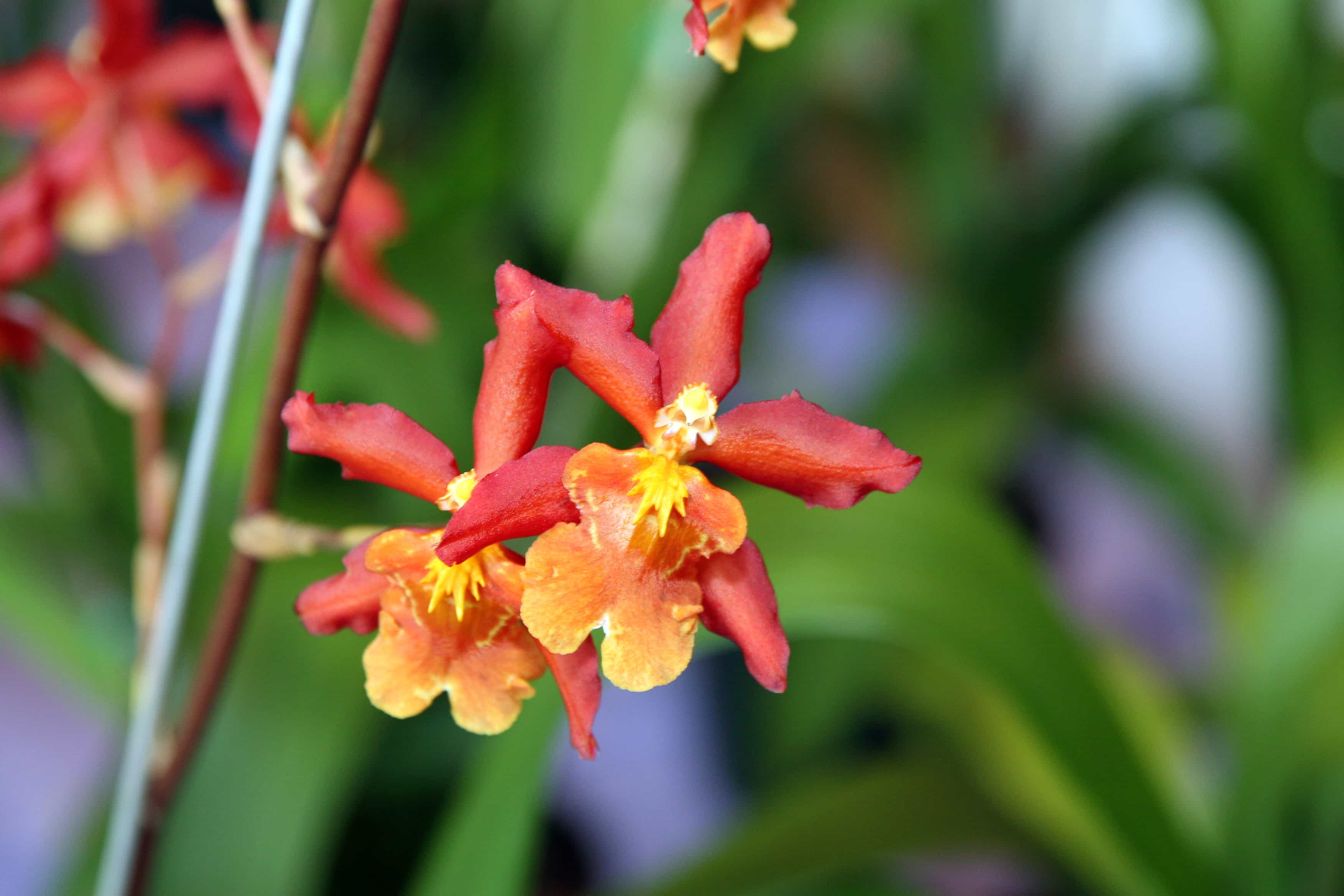 Wilsonara Aloha Sparks ‘Halloween’ – Bright Orange-Comes in 2" pot – E ...