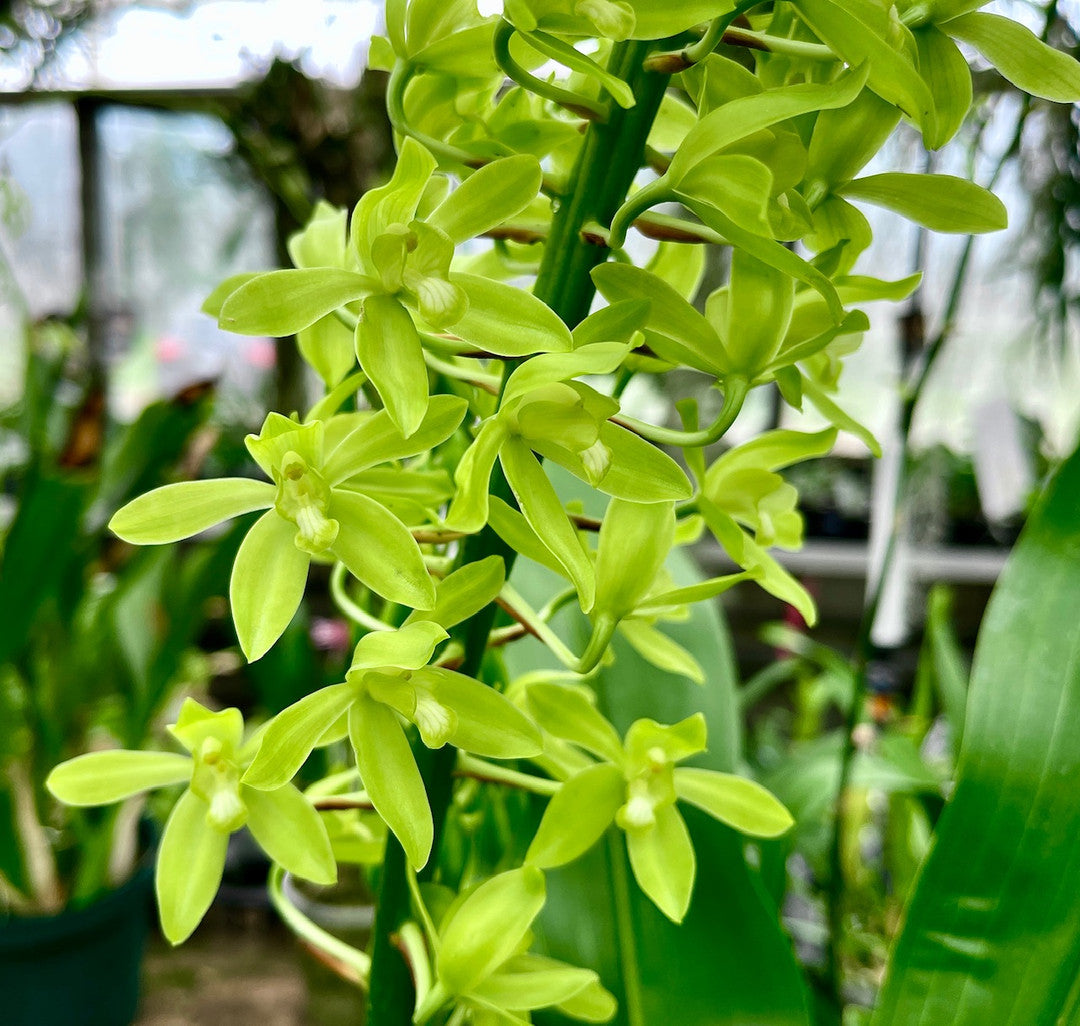 Grammatophyllum Scriptum Var. Citrinum ( Green Alba ) Orchid Comes In ...