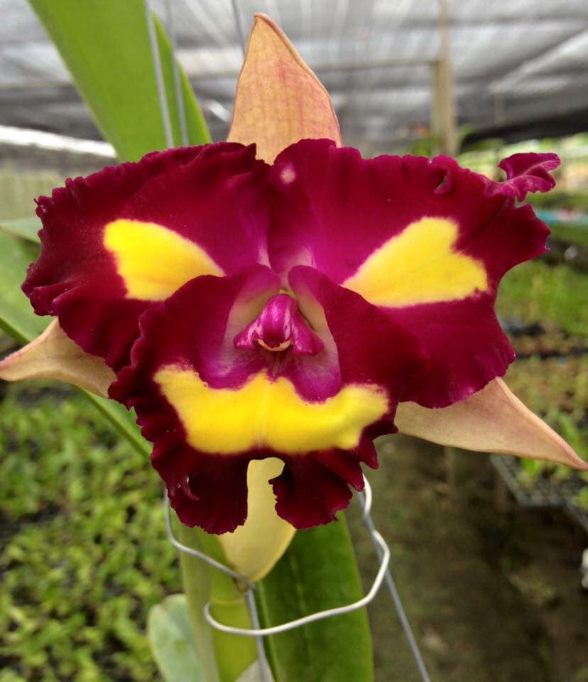 Rlc Cattleya Lady Gaga 2" Pot – Aloha Hawaii Orchids