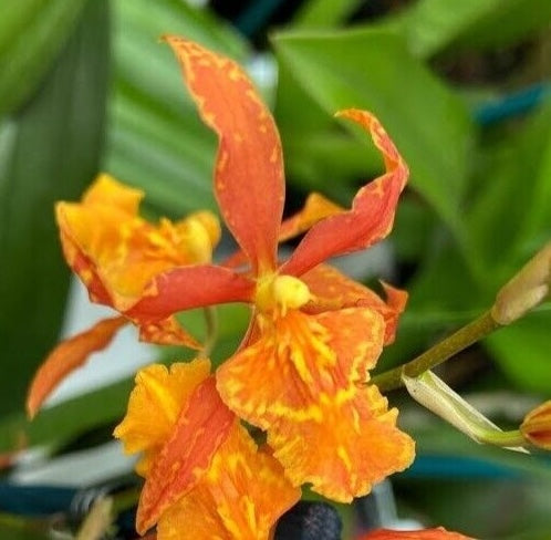 Shop | Buy Live Orchids from Hawaiian Growers Online | Hiorchids – Page ...