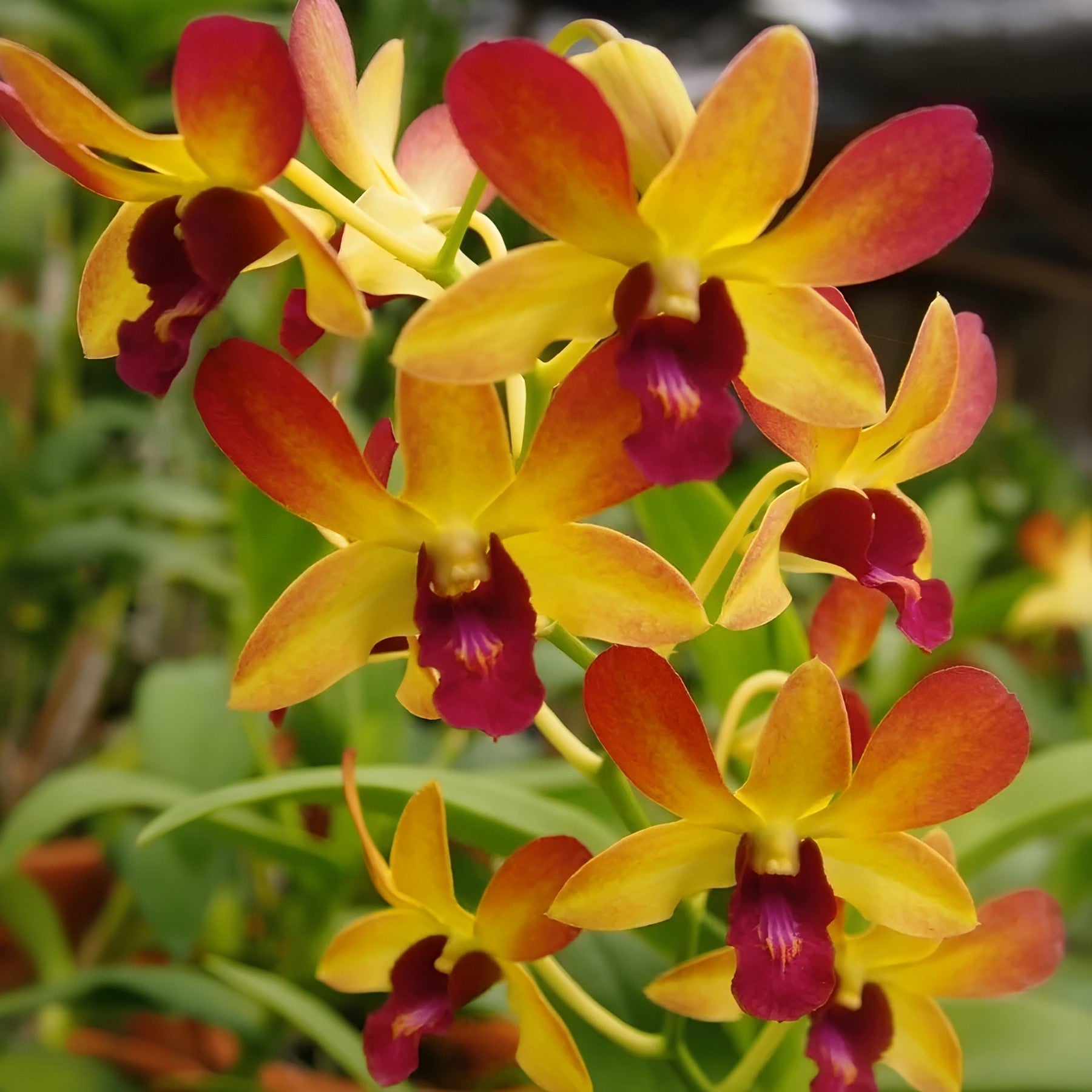 Dendrobium Gift by God Orchid Comes in 4" Pot – Aloha Hawaii Orchids