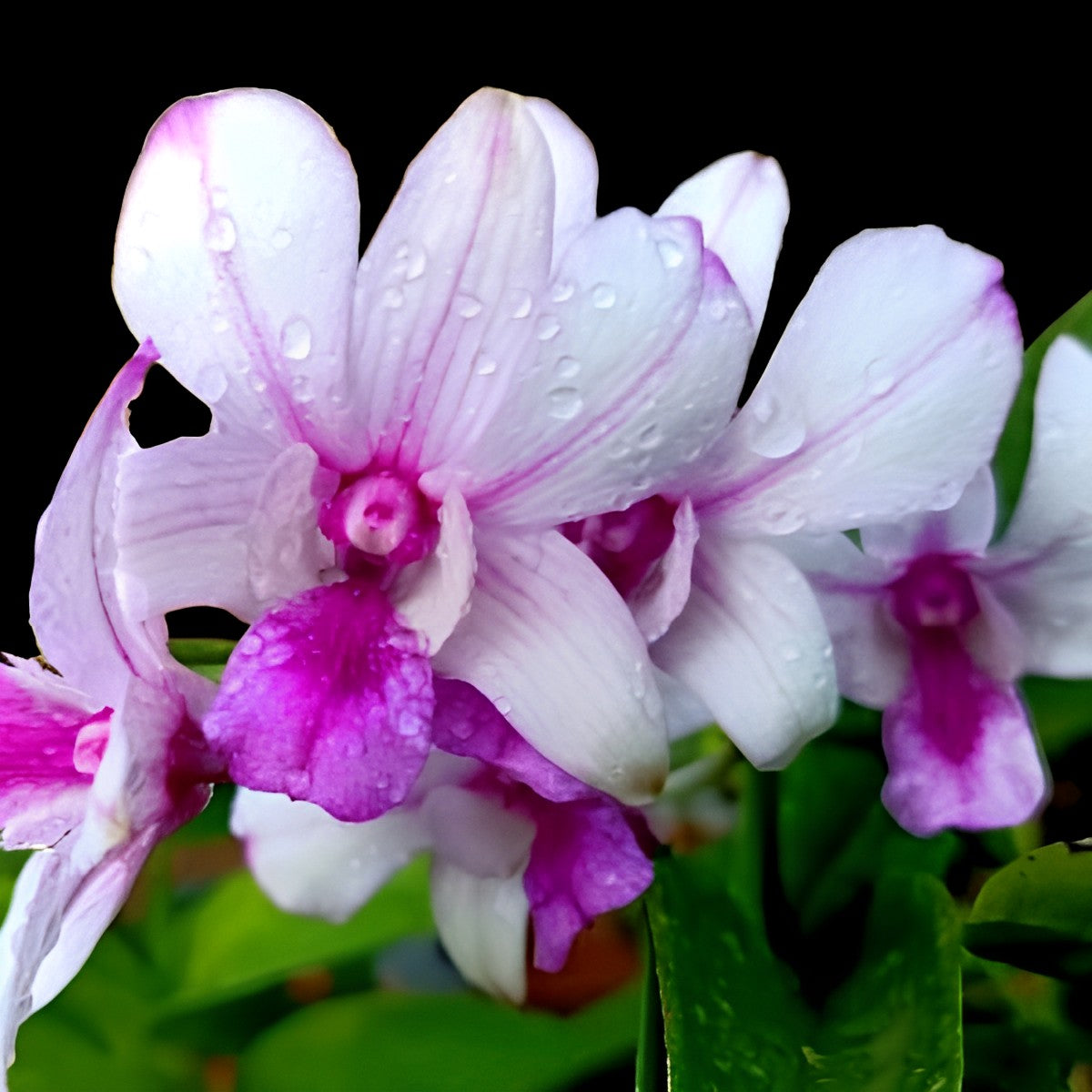 Dendrobium Popeye Orchid 4" Pot – Aloha Hawaii Orchids