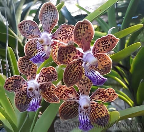 Papilionanda Ladda Fragrance ‘Alina’ – Fragrant Vanda- Rare Hybrid – H ...
