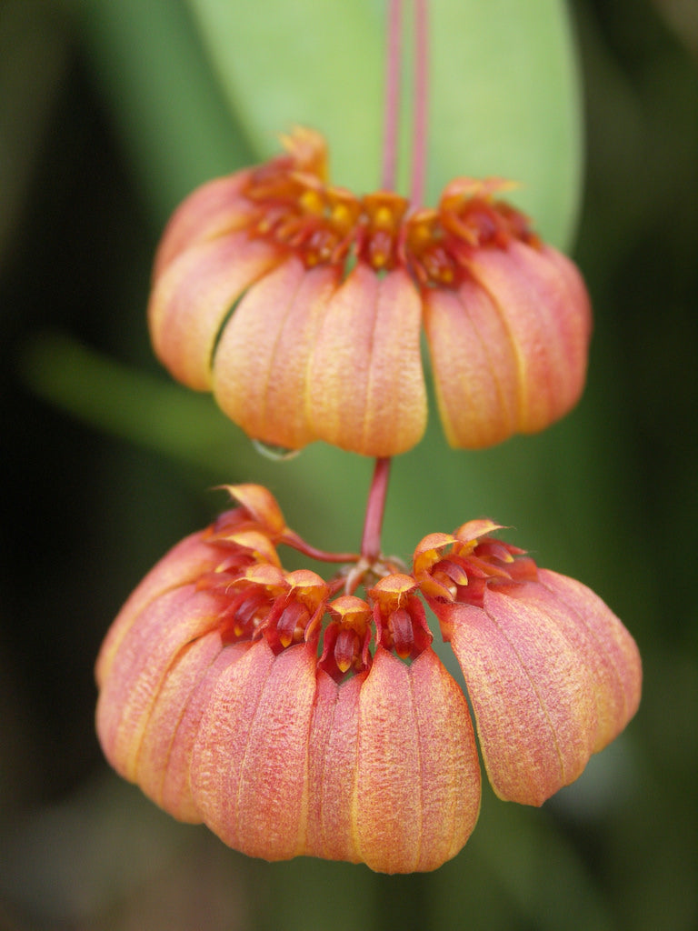 Shop | Buy Live Orchids from Hawaiian Growers Online | Hiorchids – Page ...