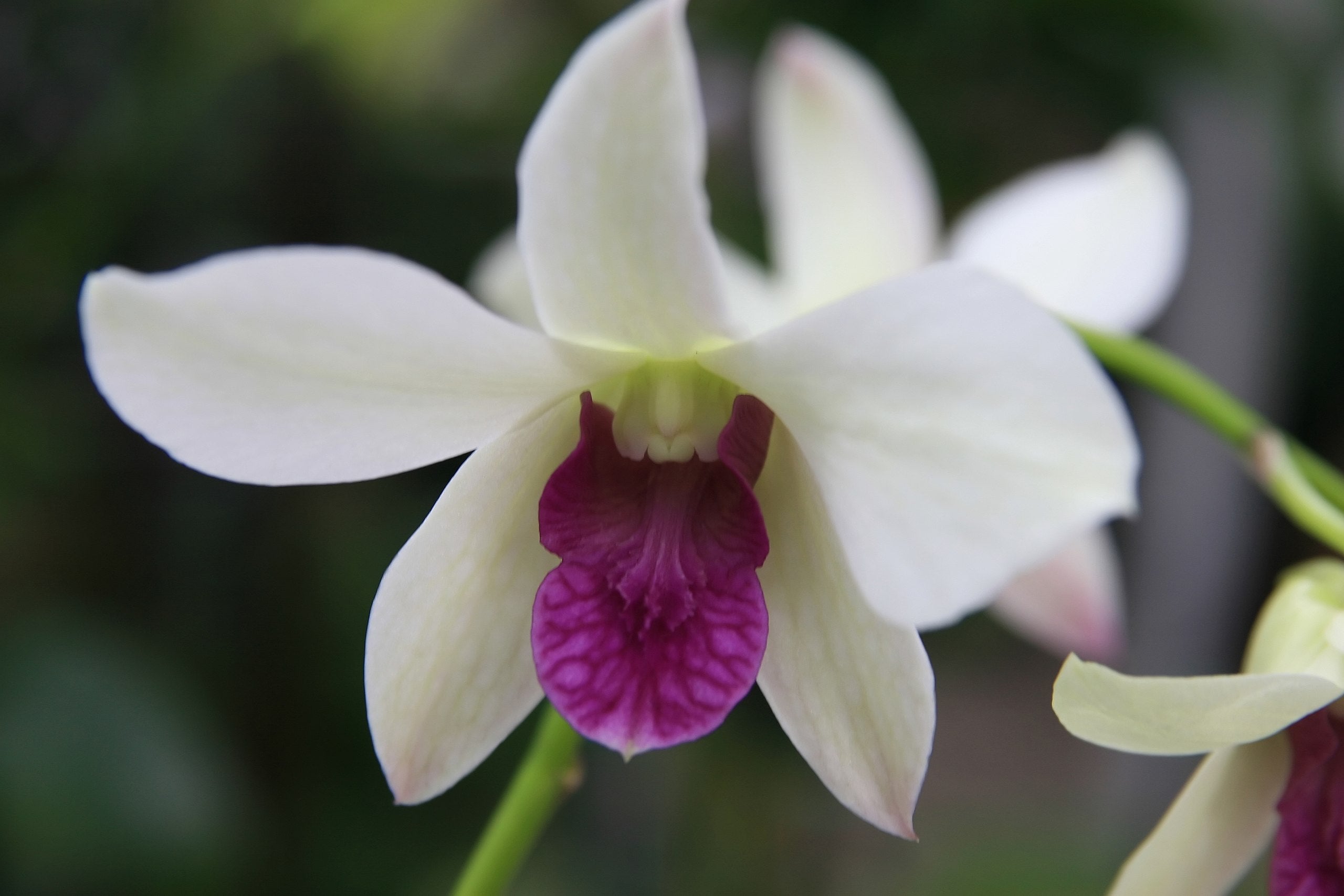 Dendrobium Burana Charming Comes in 4" Pot – Aloha Hawaii Orchids