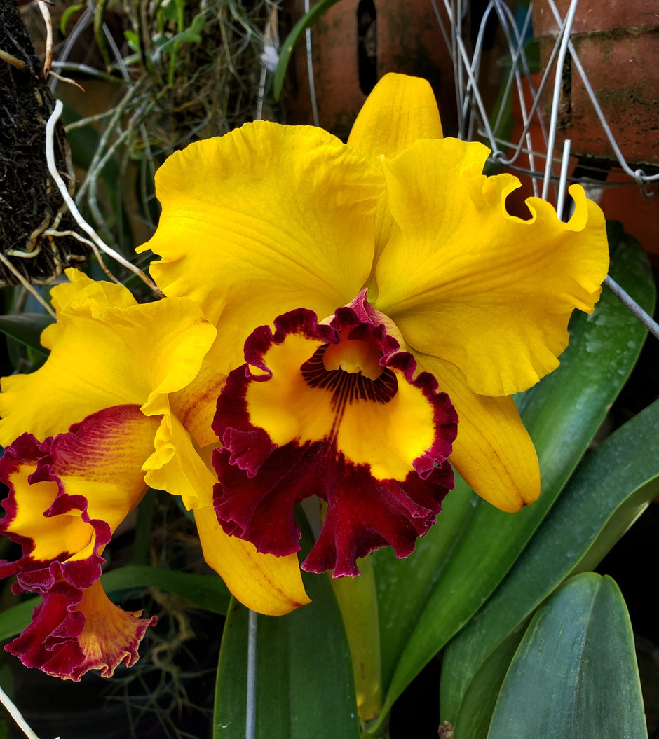 Shop | Buy Live Orchids from Hawaiian Growers Online | Hiorchids ...
