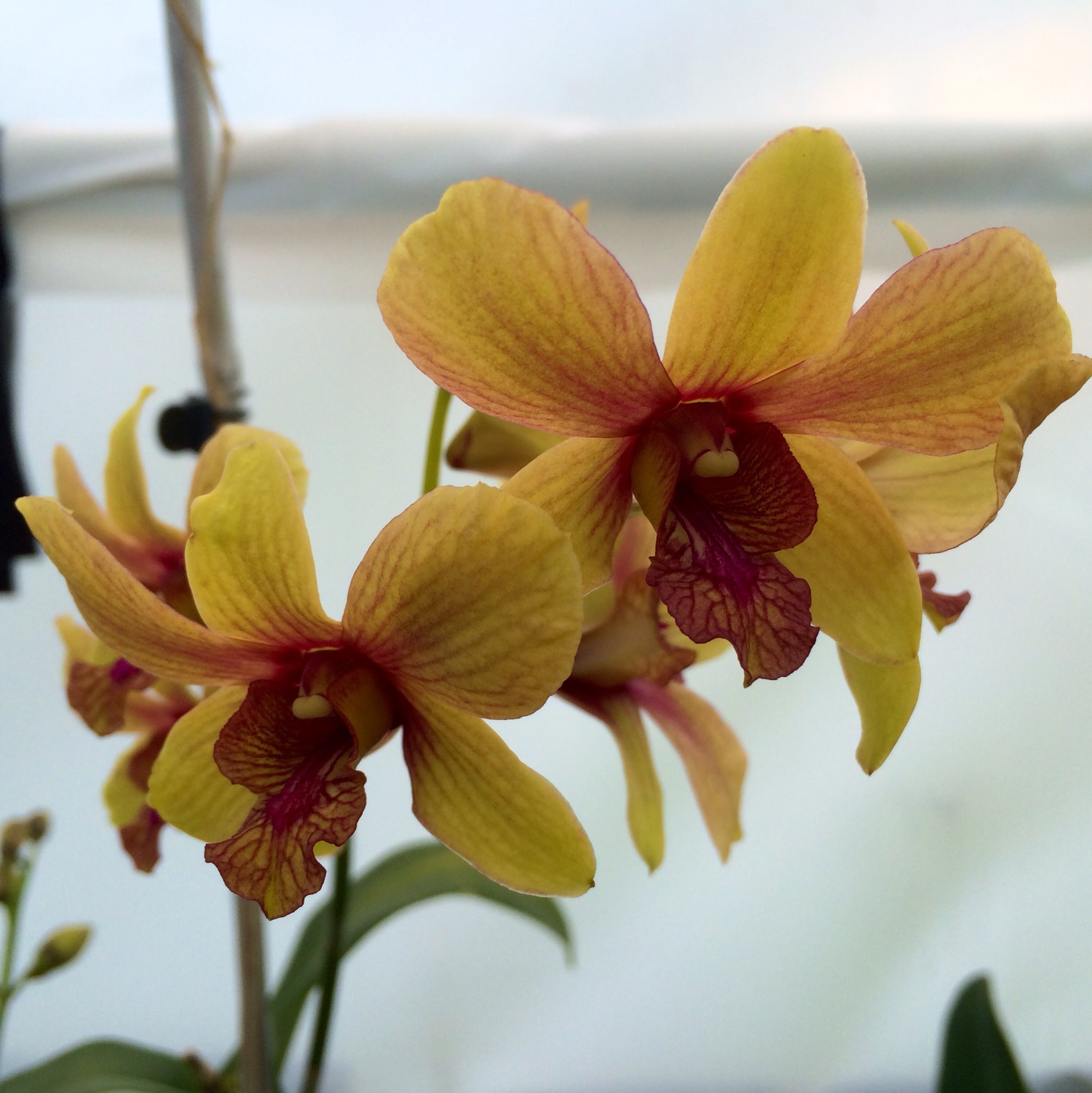Dendrobium Pinwattana Orchid Comes in 4" Pot – Aloha Hawaii Orchids